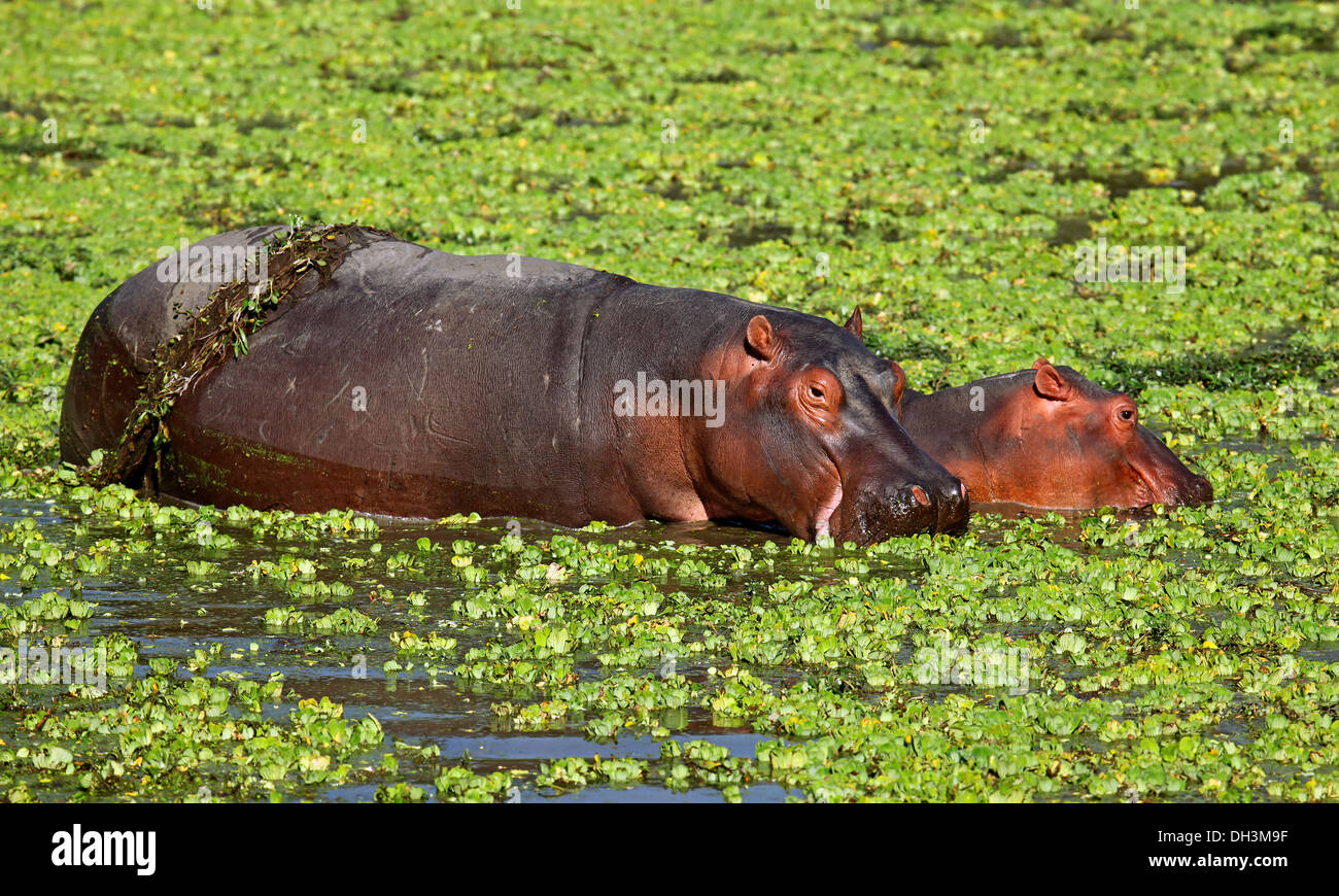 Bild Nilpferd Stockfotos & Bild Nilpferd Bilder - Alamy