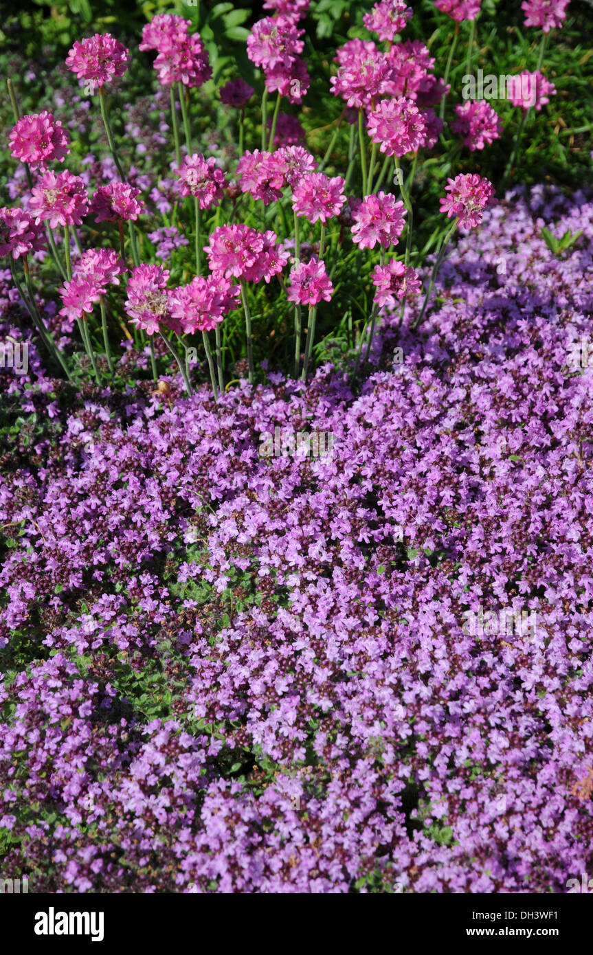 Kriechender thymian -Fotos und -Bildmaterial in hoher Auflösung – Alamy