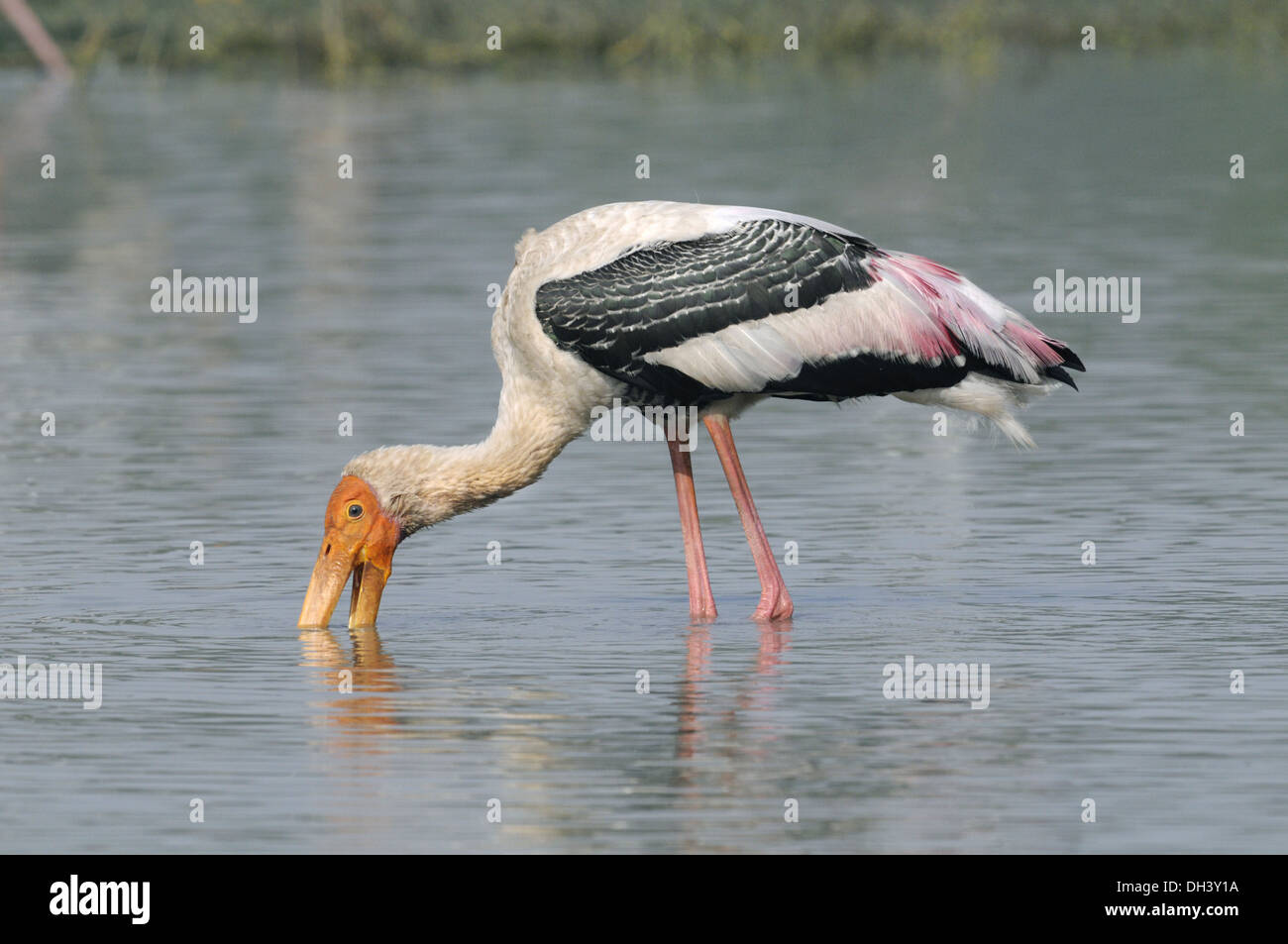 Nahaufnahme storch -Fotos und -Bildmaterial in hoher Auflösung – Alamy