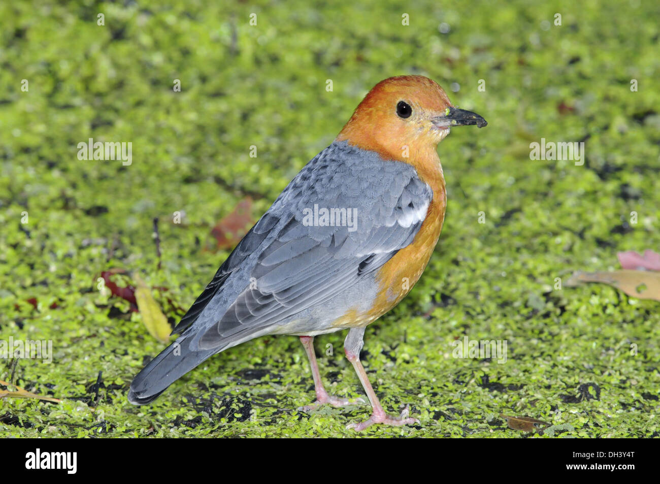 Orange kopf soor -Fotos und -Bildmaterial in hoher Auflösung – Alamy