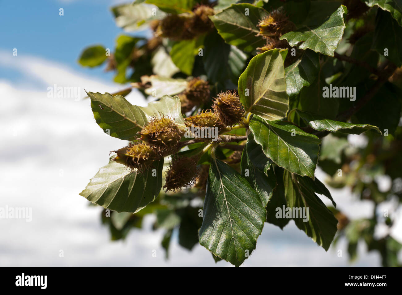 Haimbuche frucht -Fotos und -Bildmaterial in hoher Auflösung – Alamy