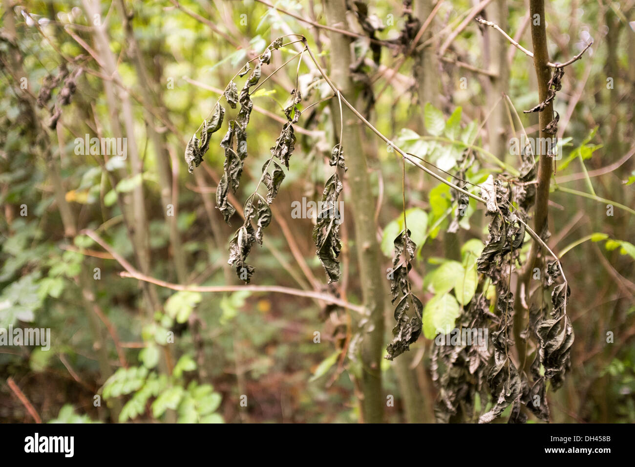 Hymenoscyphus fraxineus -Fotos und -Bildmaterial in hoher Auflösung – Alamy