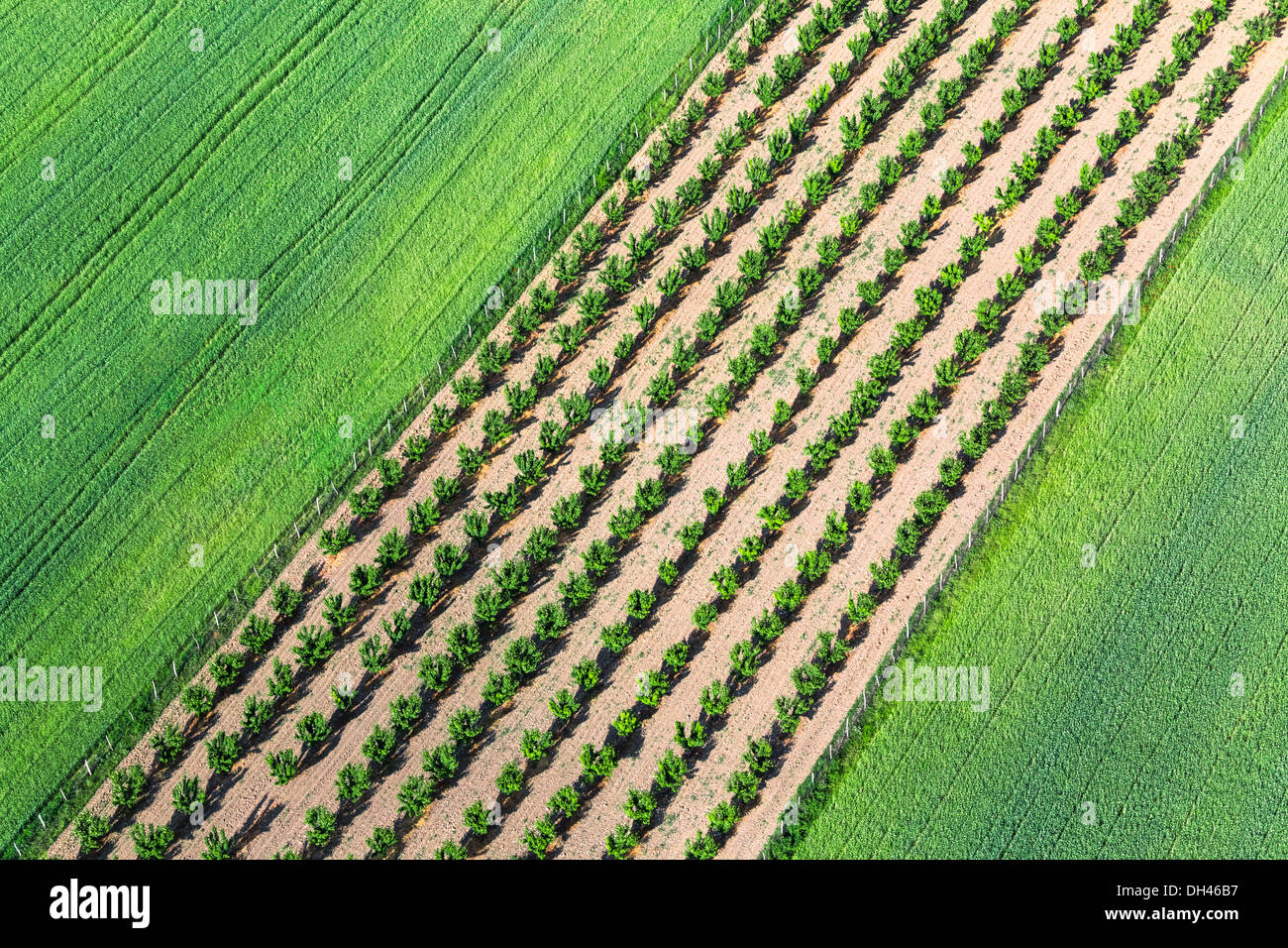 Wheat field apple tree -Fotos und -Bildmaterial in hoher Auflösung – Alamy