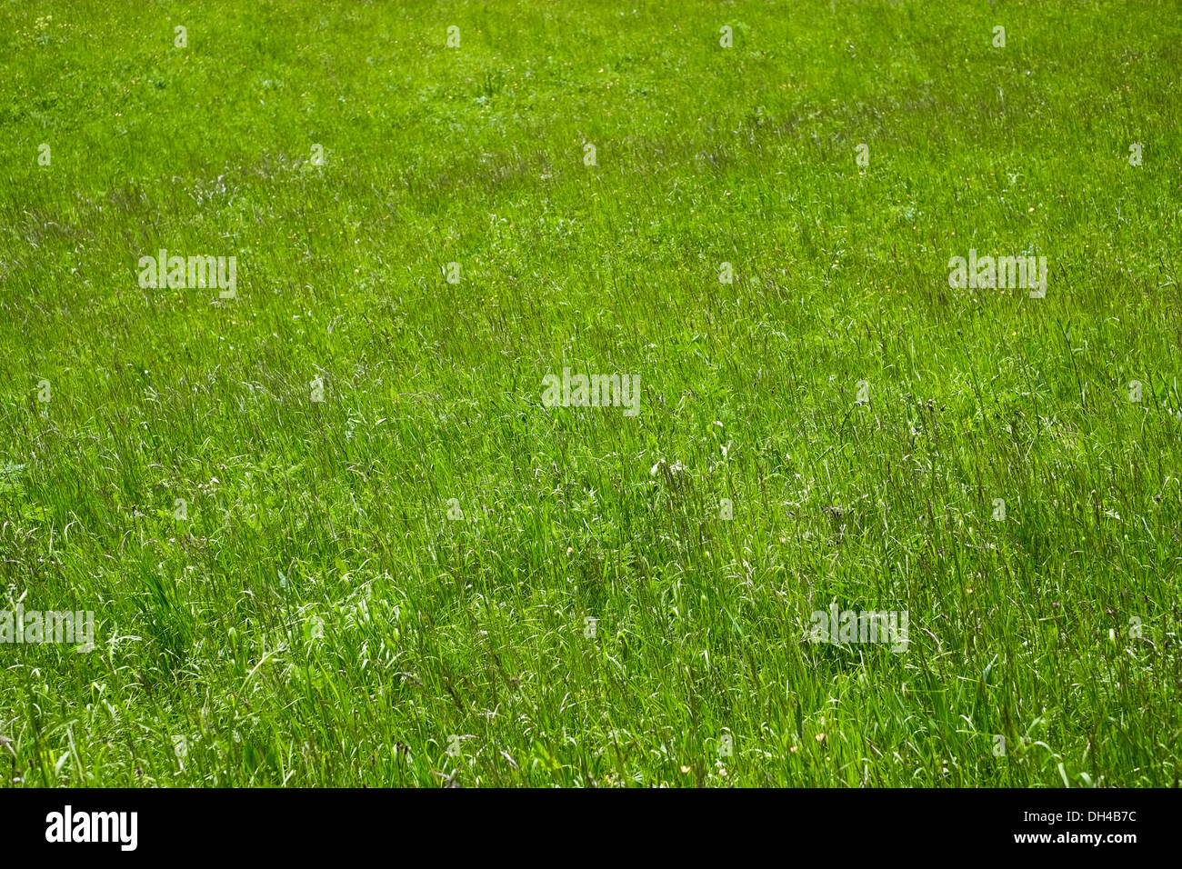 Green grass field -Fotos und -Bildmaterial in hoher Auflösung – Alamy