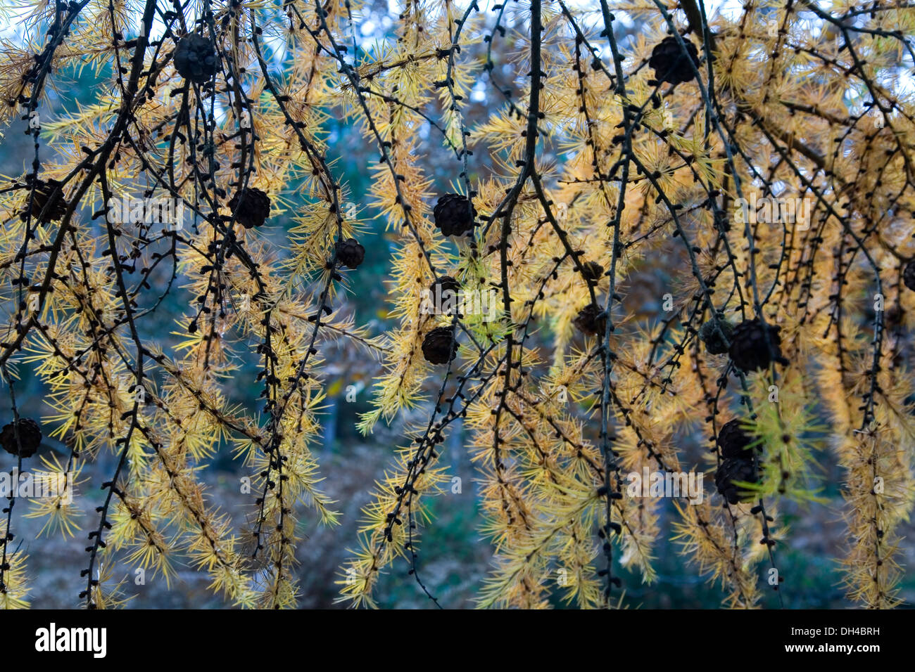 Larix kaempferi -Fotos und -Bildmaterial in hoher Auflösung – Alamy