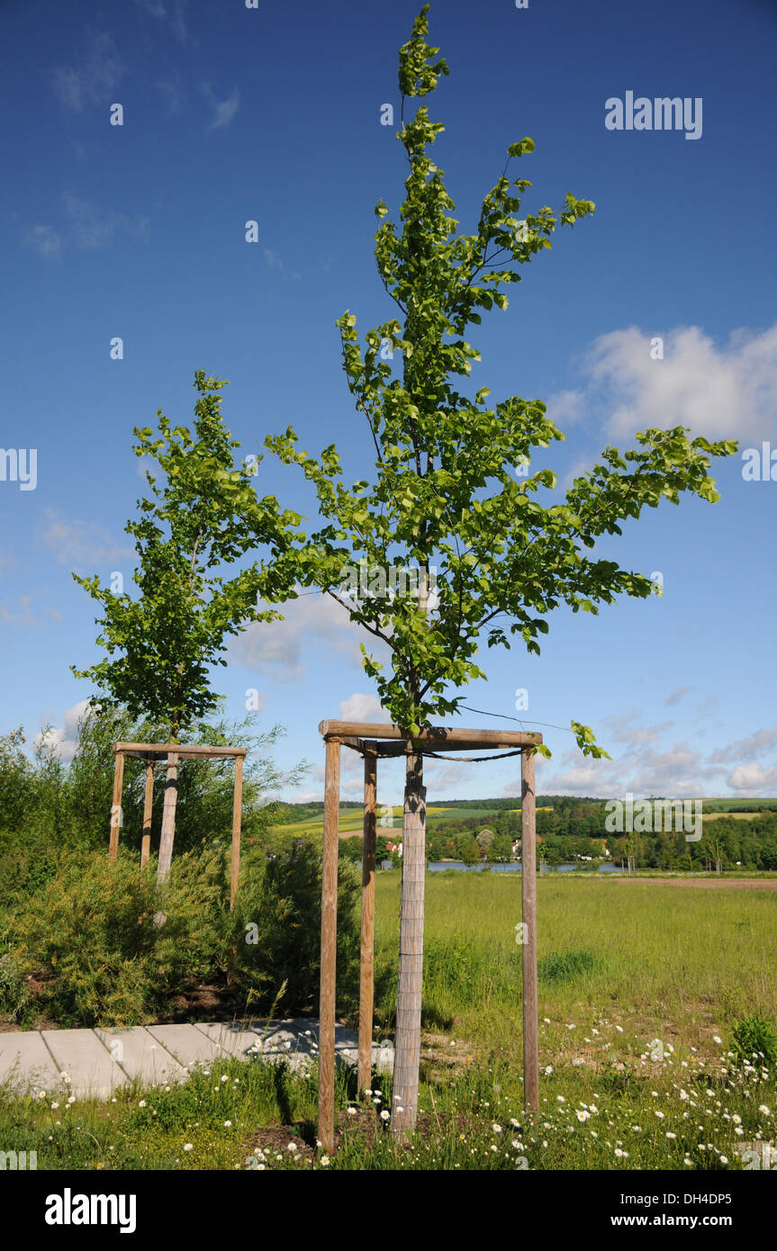 Ulmus Scabra Stockfotos und -bilder Kaufen - Alamy