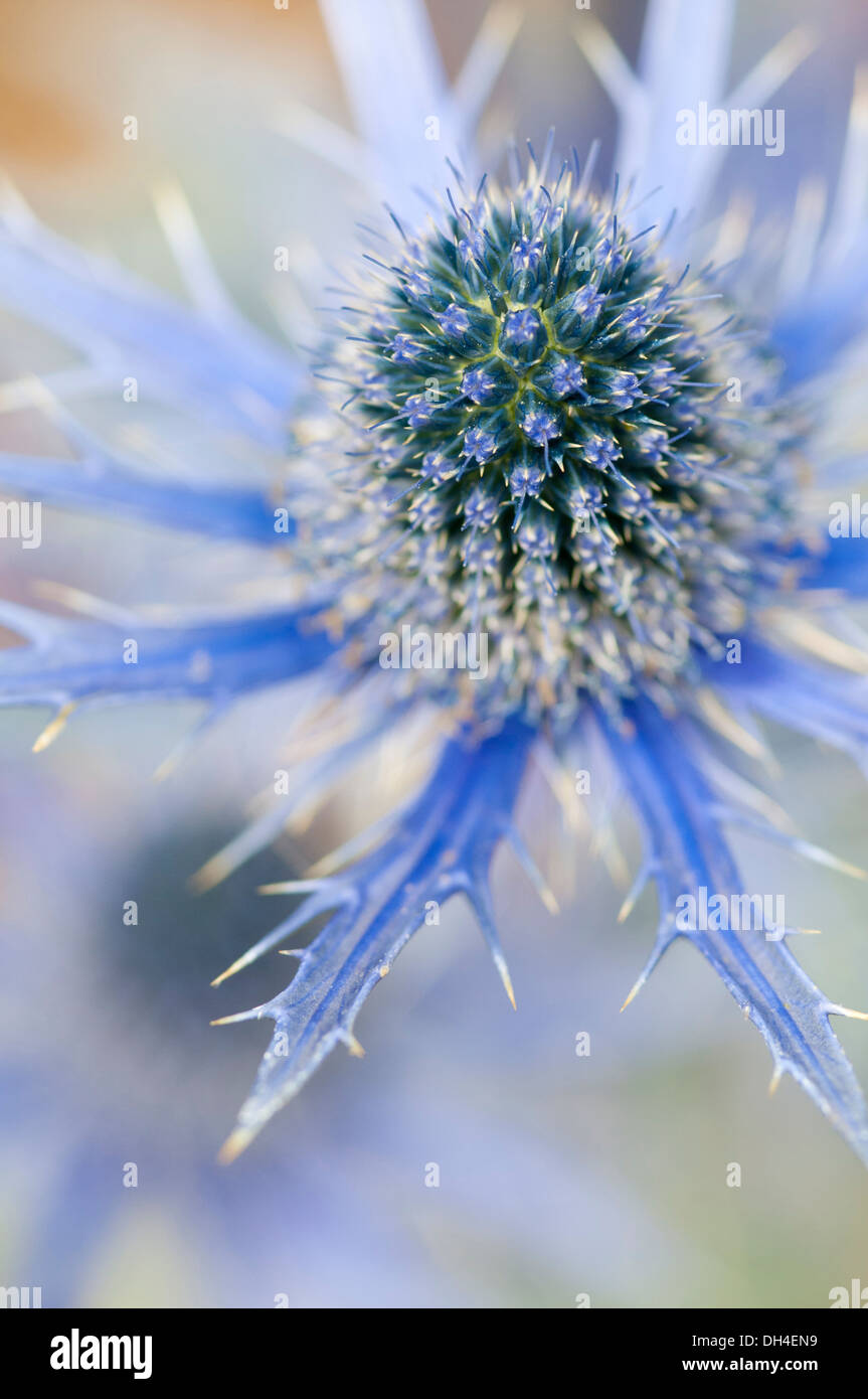Blaue distel wie pflanze -Fotos und -Bildmaterial in hoher Auflösung ...