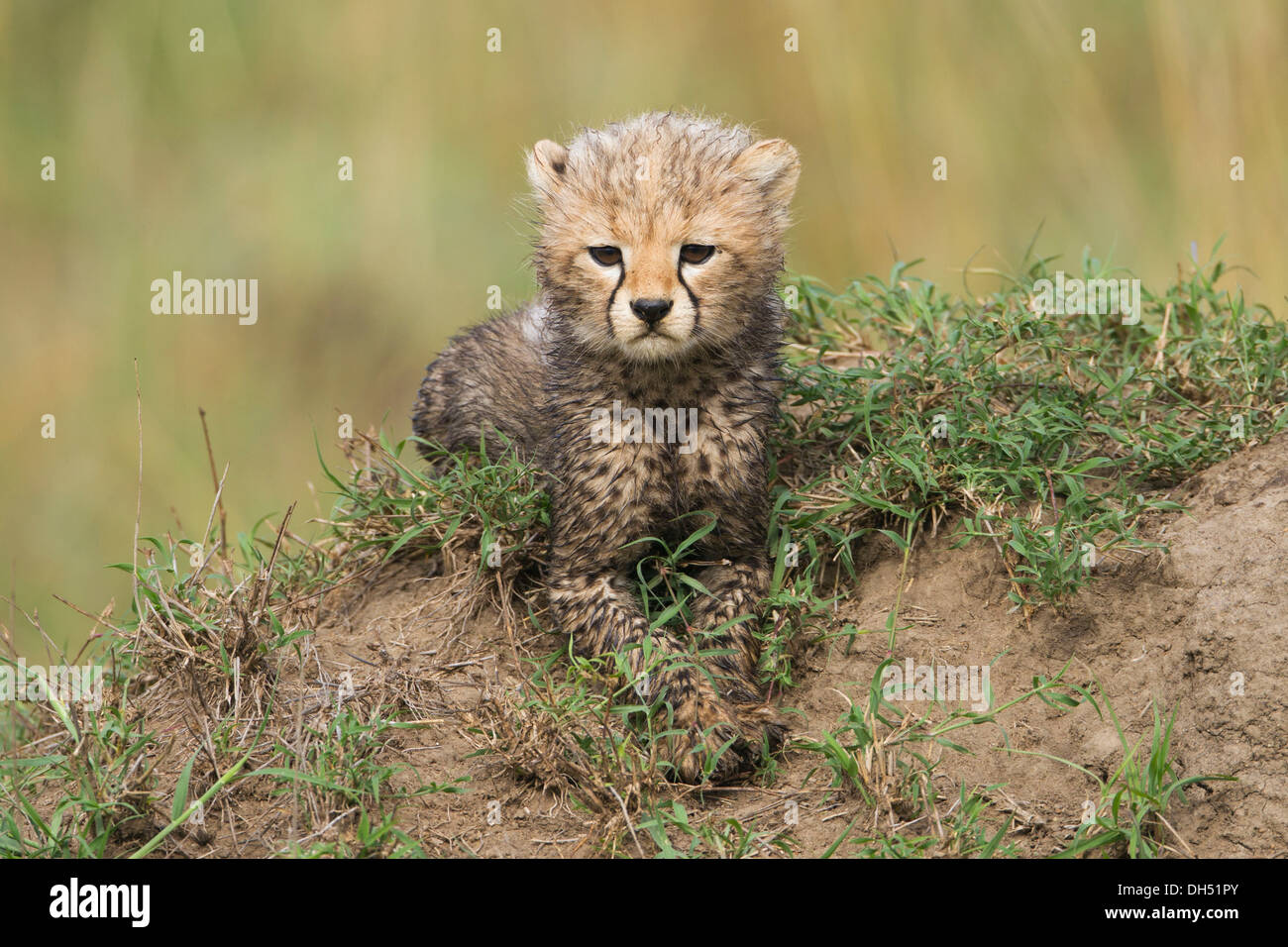 Cheetah acinonyx jubatus gepard baby -Fotos und -Bildmaterial in hoher ...
