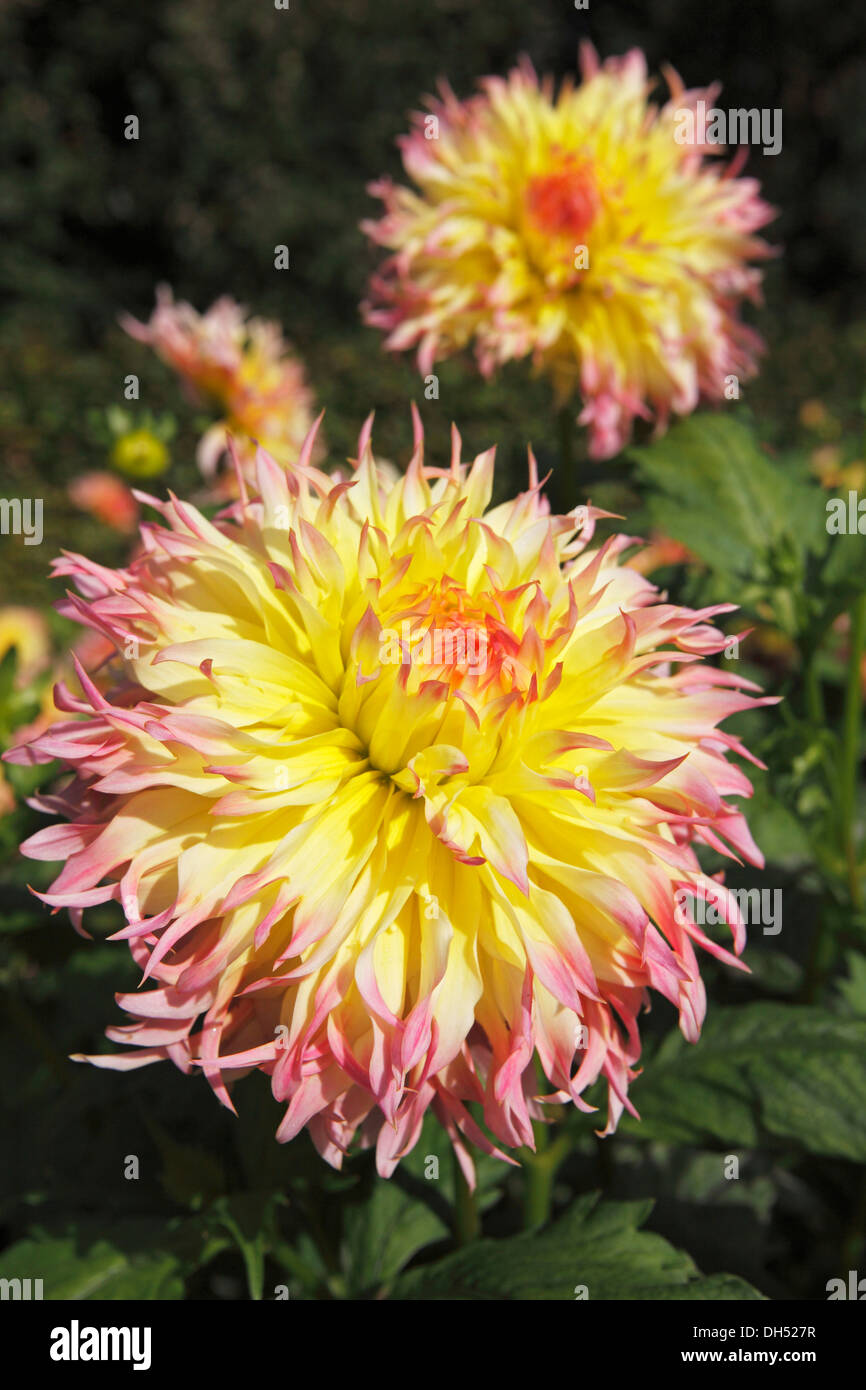 Dahlie hapet -Fotos und -Bildmaterial in hoher Auflösung – Alamy