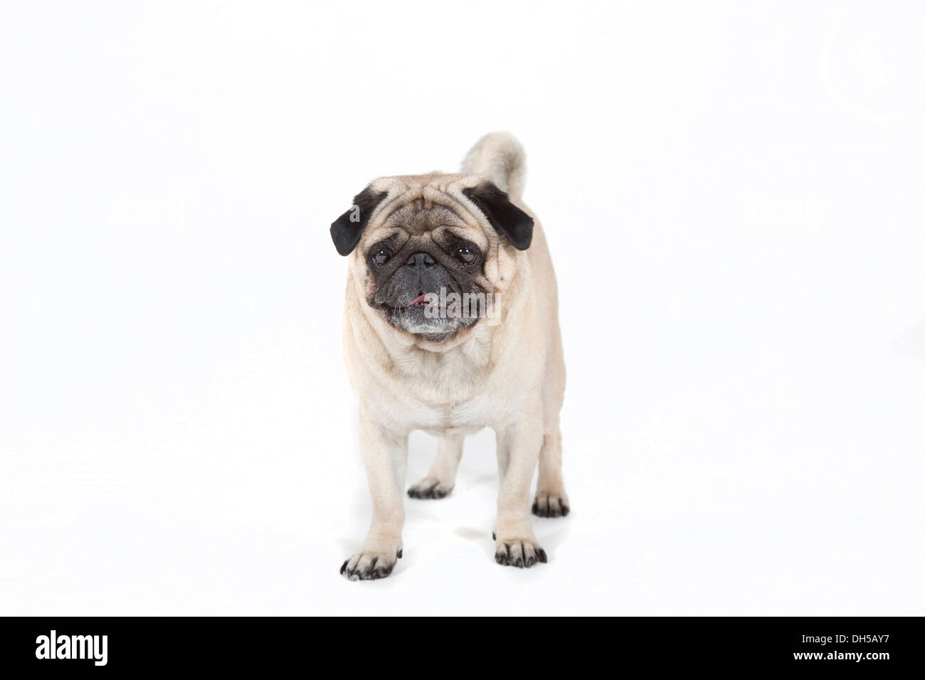 Dicker mops -Fotos und -Bildmaterial in hoher Auflösung – Alamy