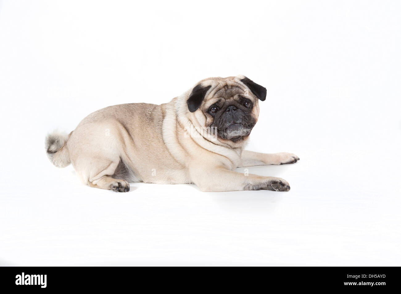 Dicker mops -Fotos und -Bildmaterial in hoher Auflösung – Alamy