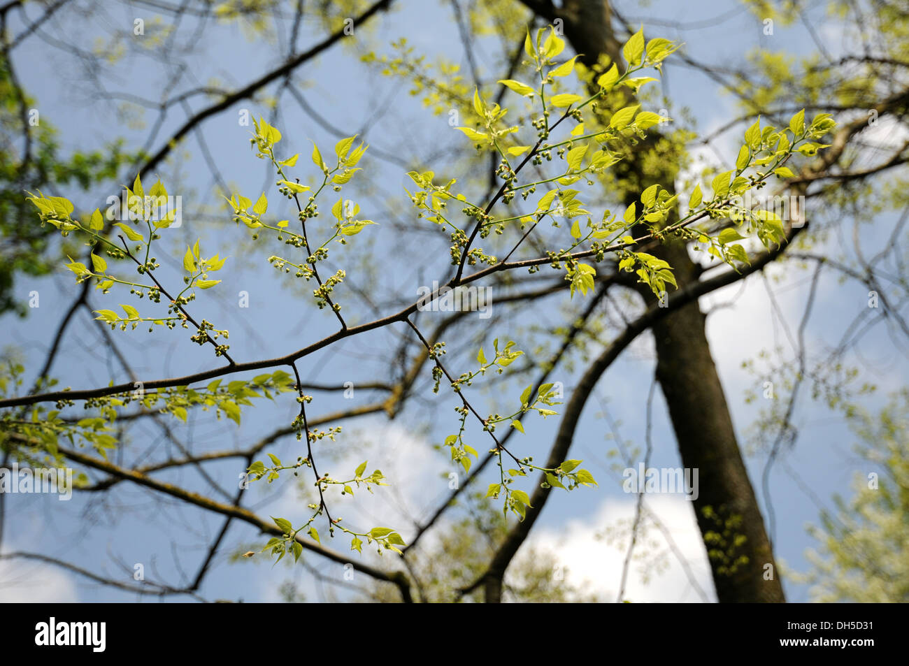 Lote tree -Fotos und -Bildmaterial in hoher Auflösung – Alamy