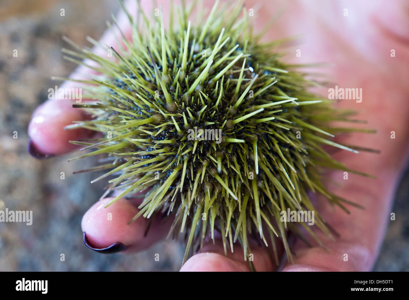 Grüner seeigel -Fotos und -Bildmaterial in hoher Auflösung – Alamy