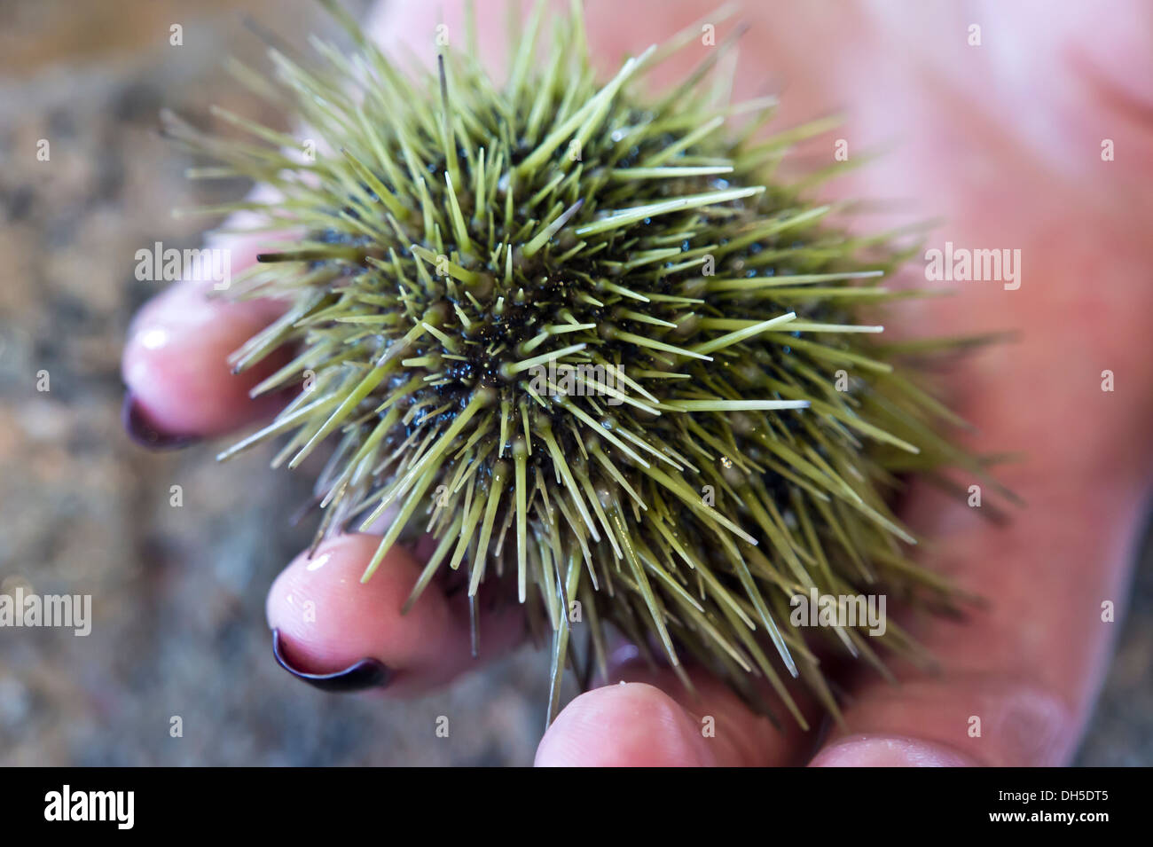 Grüner seeigel -Fotos und -Bildmaterial in hoher Auflösung – Alamy
