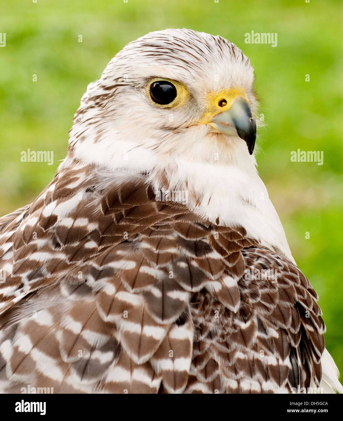 Falken arten -Fotos und -Bildmaterial in hoher Auflösung – Alamy
