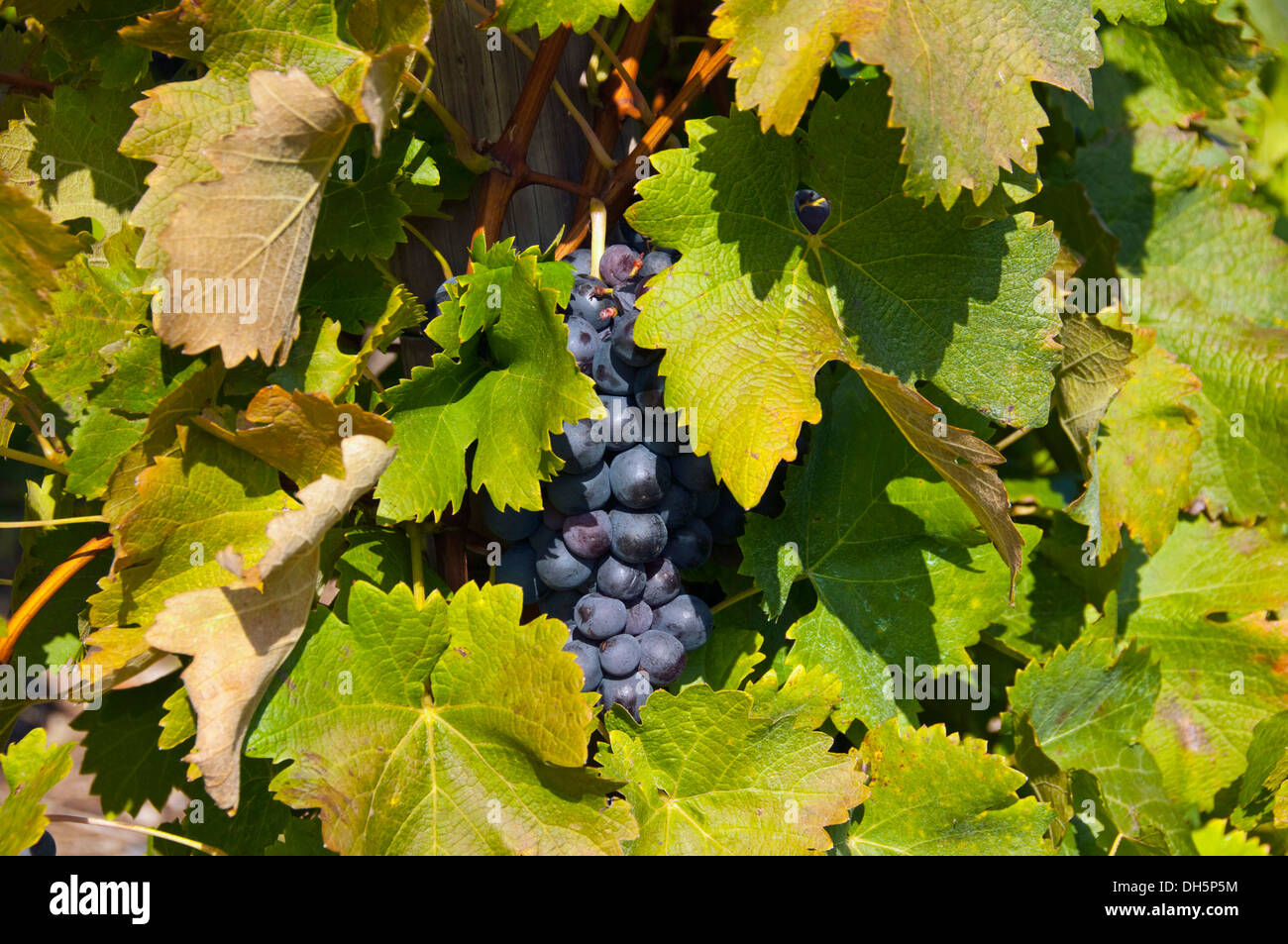 Lemberger trauben -Fotos und -Bildmaterial in hoher Auflösung – Alamy