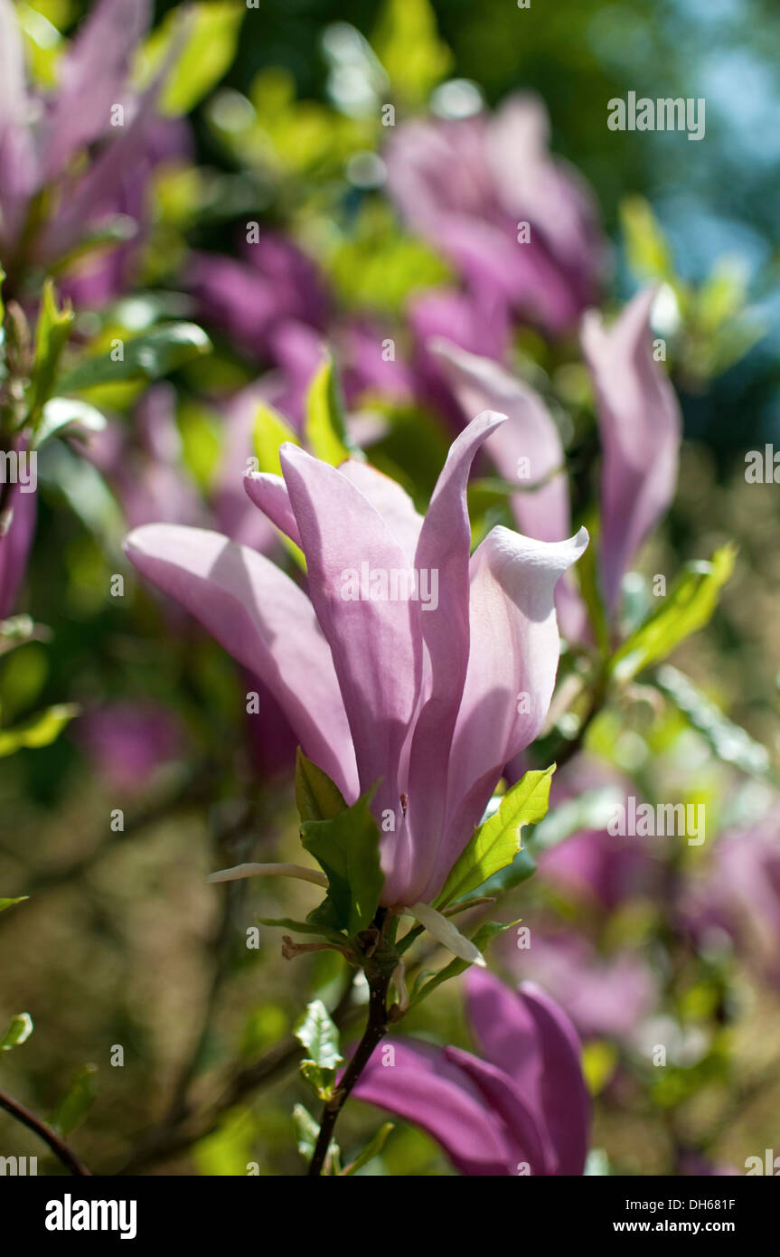 Magnolie Baum Blüte Stockfotografie - Alamy