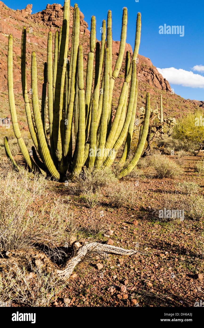 Organ Pipe Kaktus mit Skelett tot Cholla Cactus Niederlassung im ...