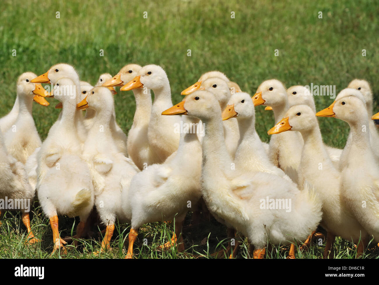 Viele kleine entchen -Fotos und -Bildmaterial in hoher Auflösung – Alamy