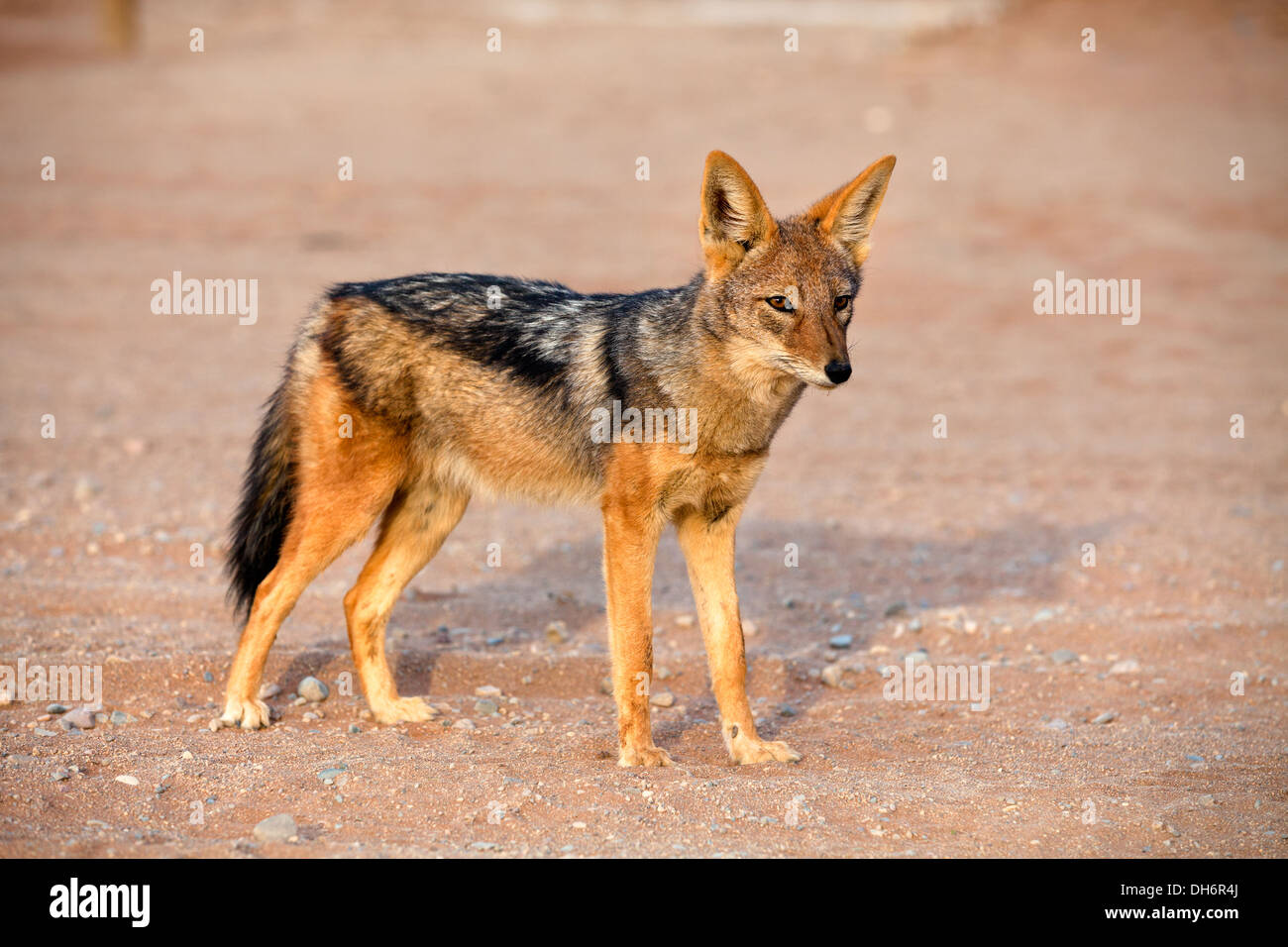 Wilder schakal -Fotos und -Bildmaterial in hoher Auflösung – Alamy