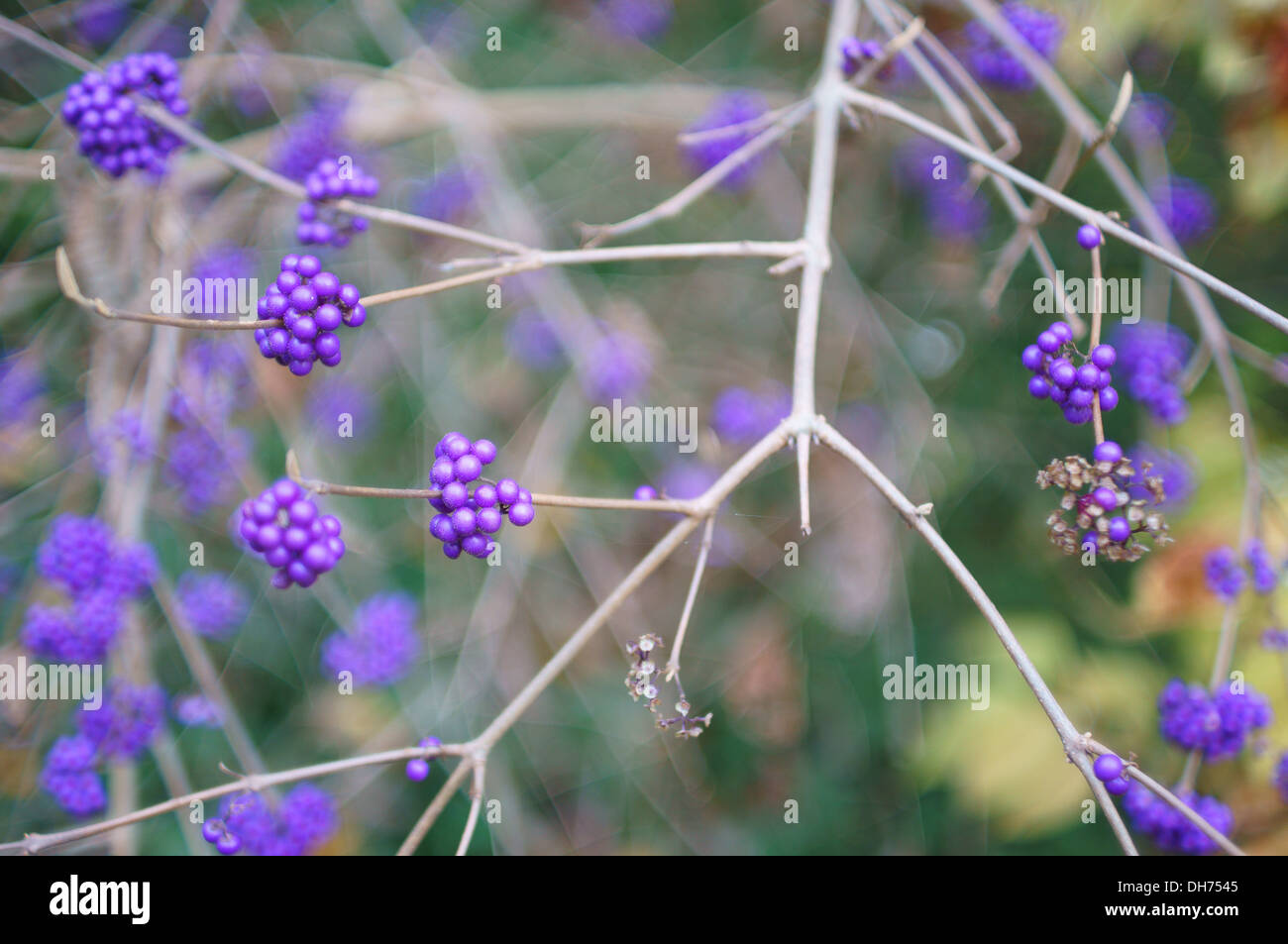 Lila herbst lila beeren -Fotos und -Bildmaterial in hoher Auflösung – Alamy