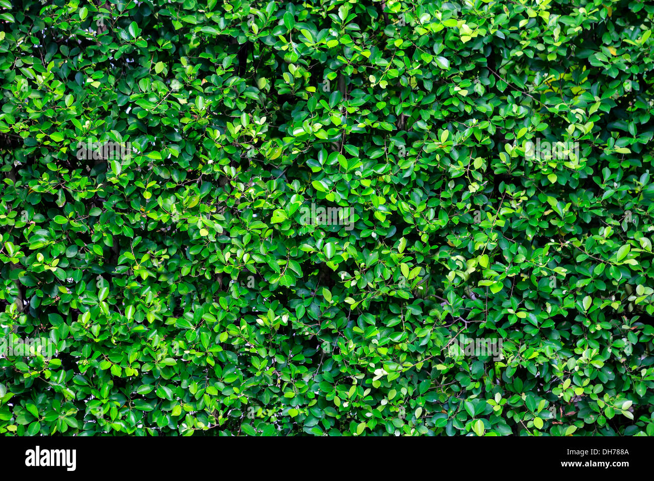 Grünen Busch Textur auf der Wand - im freien Stockfotografie - Alamy