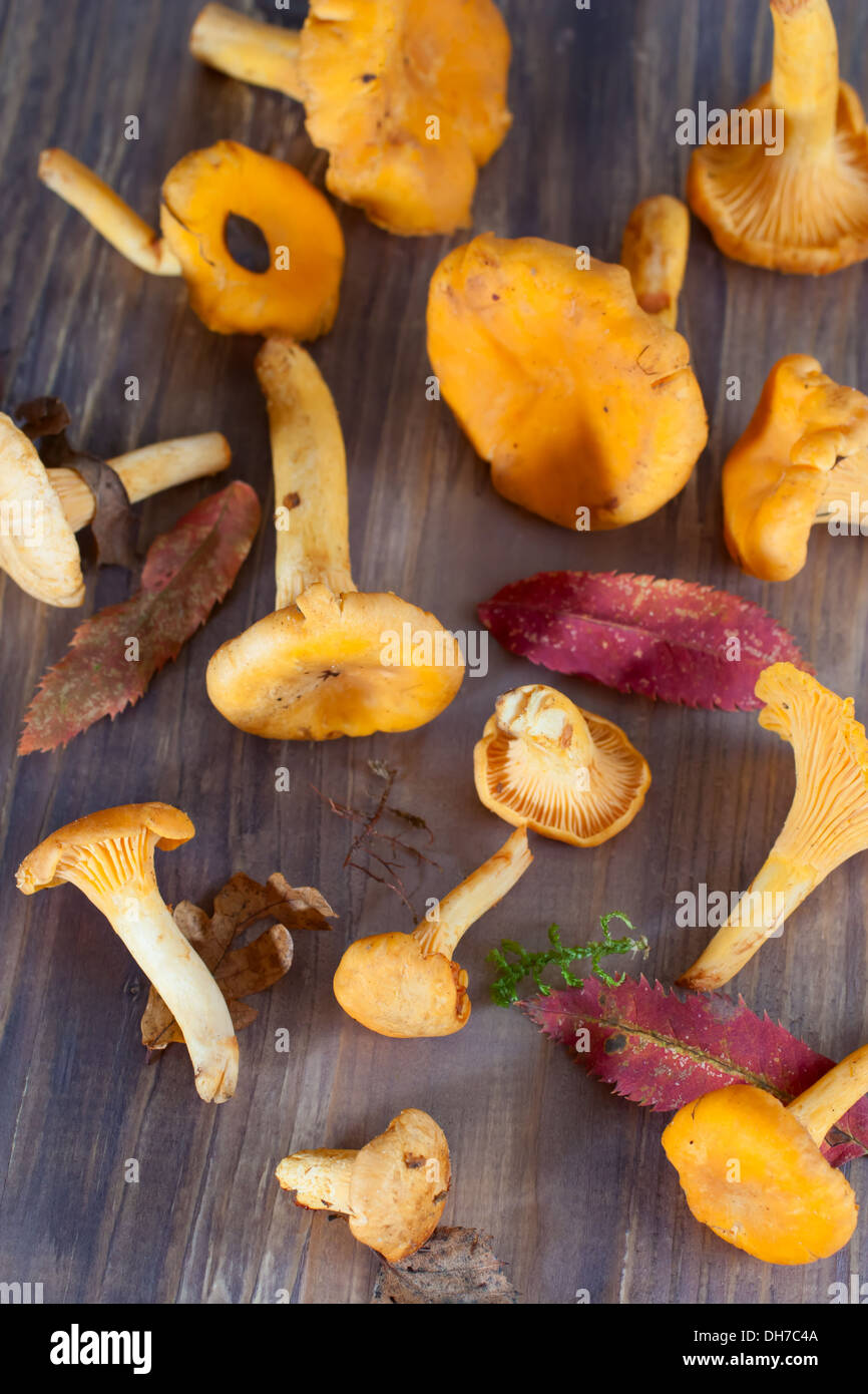 Pfifferlinge Wald Stockfotos und -bilder Kaufen - Alamy