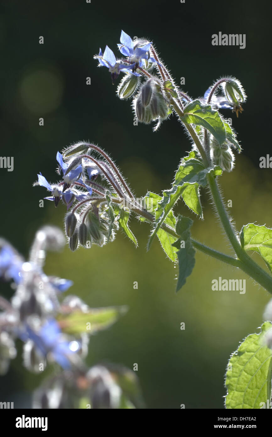Borretsch blumendetail -Fotos und -Bildmaterial in hoher Auflösung – Alamy