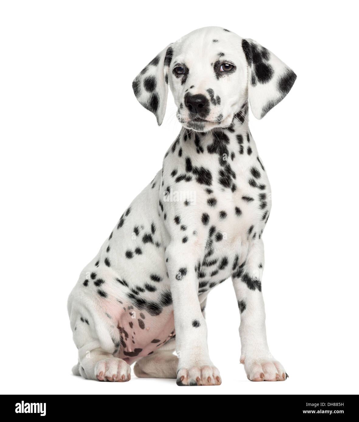 Dalmatian black white portrait studio -Fotos und -Bildmaterial in hoher ...