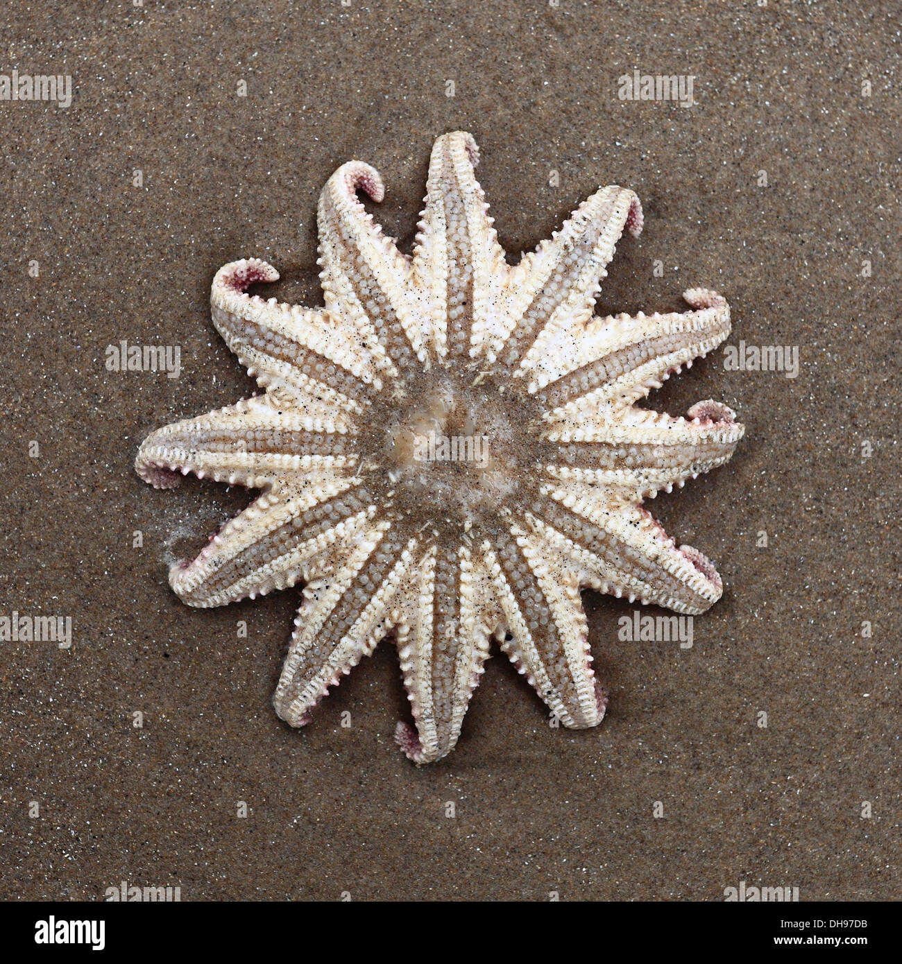 Gestrandeter seestern -Fotos und -Bildmaterial in hoher Auflösung – Alamy