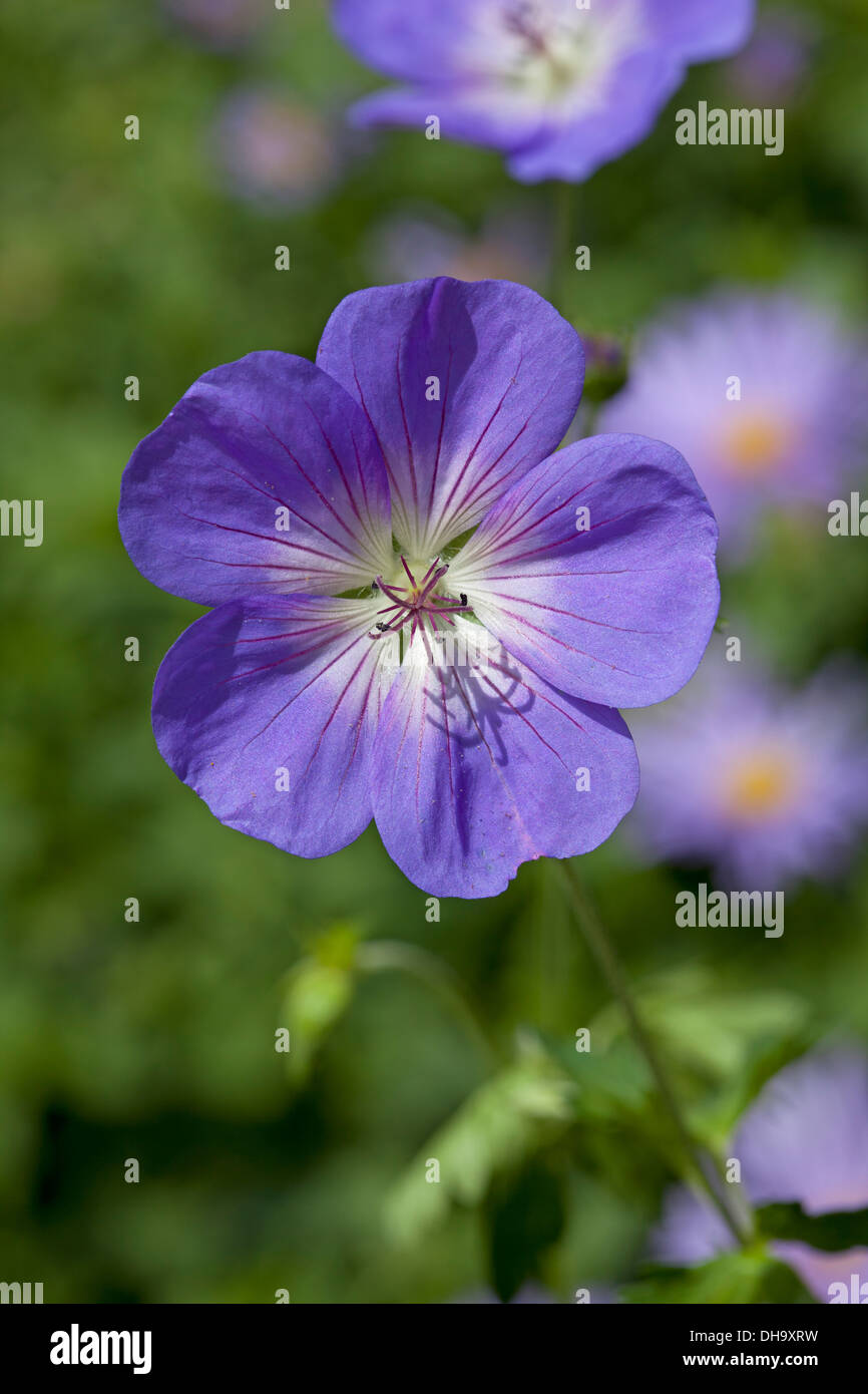 Geranium "Rozanne" (Gerwat) RHS AGM Gewinner der RHS Chelsea Flower ...