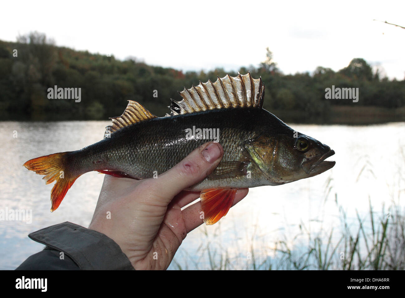 Flussbarsch schuppen -Fotos und -Bildmaterial in hoher Auflösung – Alamy
