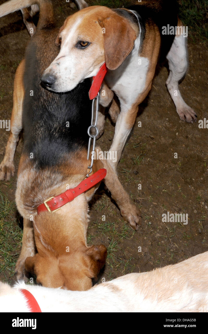 Englisch fox hunde -Fotos und -Bildmaterial in hoher Auflösung – Alamy