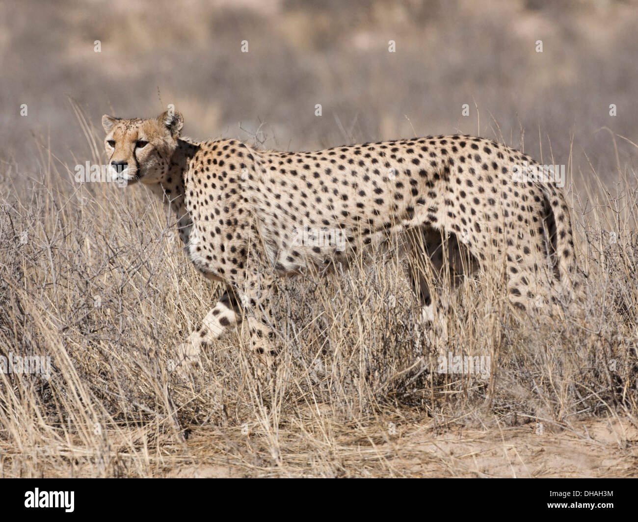 Geparden savanne -Fotos und -Bildmaterial in hoher Auflösung – Alamy