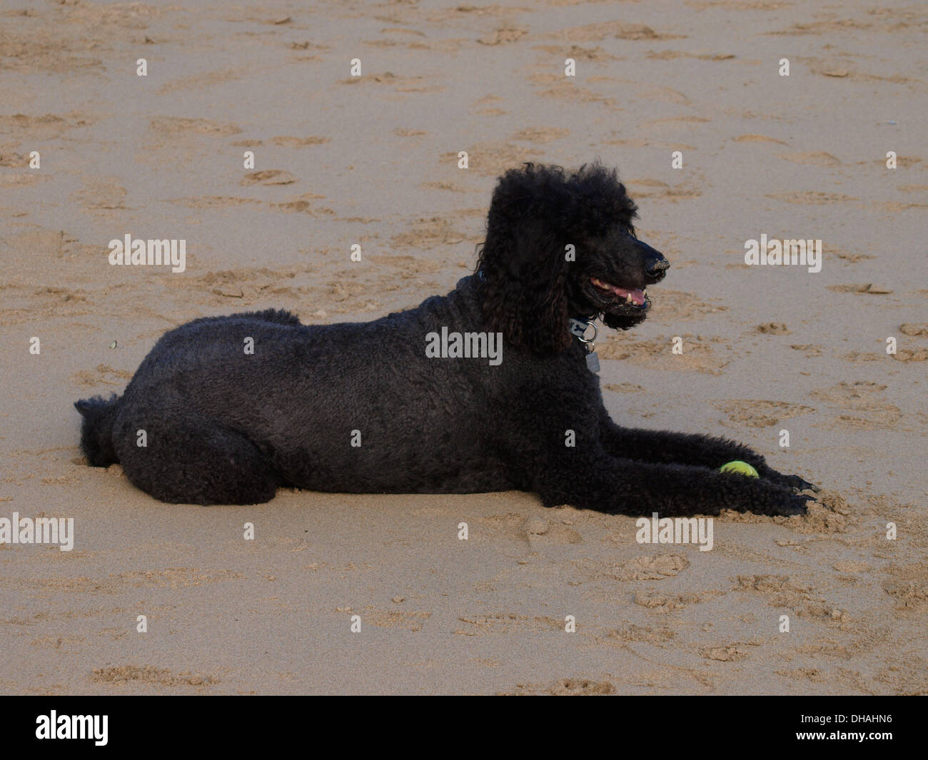 Schwarzer pudel -Fotos und -Bildmaterial in hoher Auflösung – Alamy