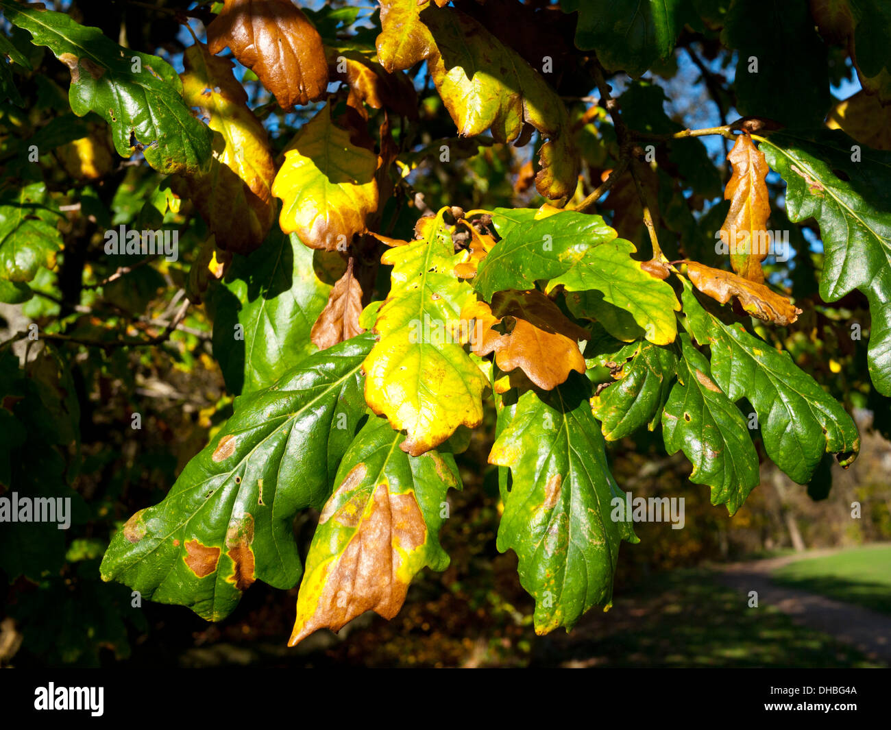Quercus robur blätter -Fotos und -Bildmaterial in hoher Auflösung – Alamy