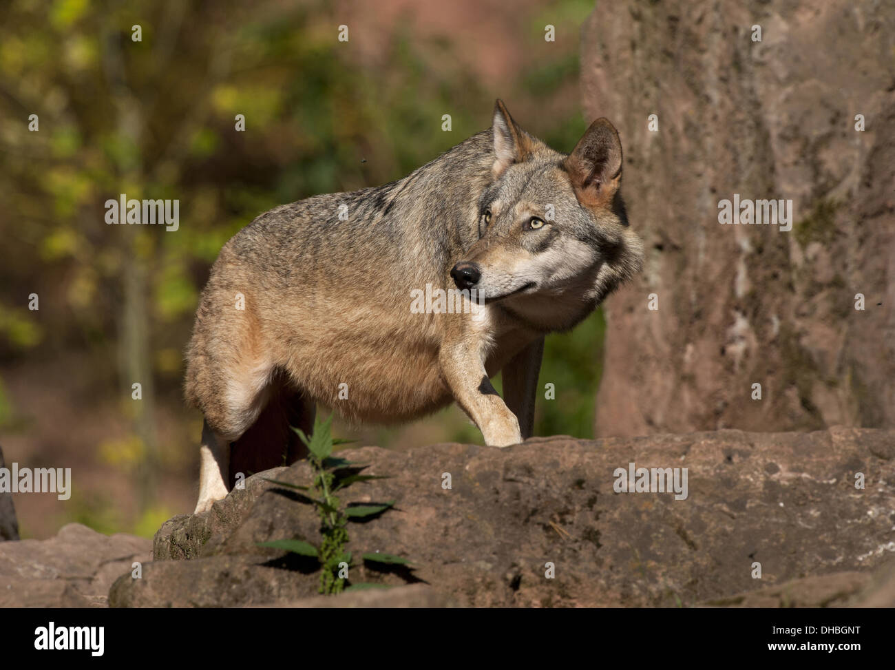 Europäischer grauer wolf -Fotos und -Bildmaterial in hoher Auflösung ...