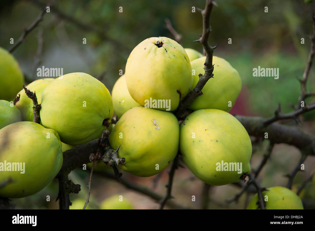 Chinesische quitte -Fotos und -Bildmaterial in hoher Auflösung – Alamy