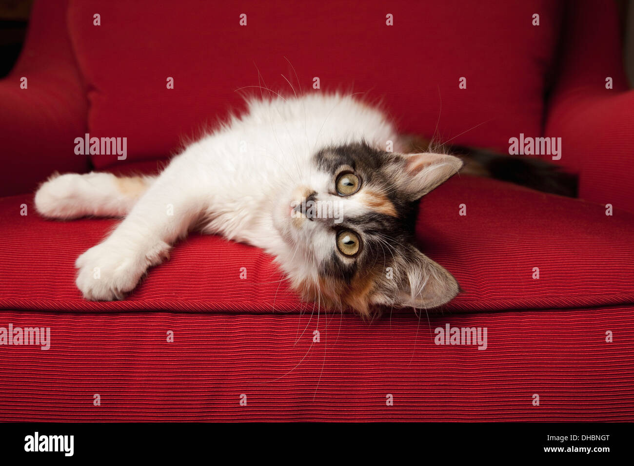 Katzchen Auf Rotem Sofa