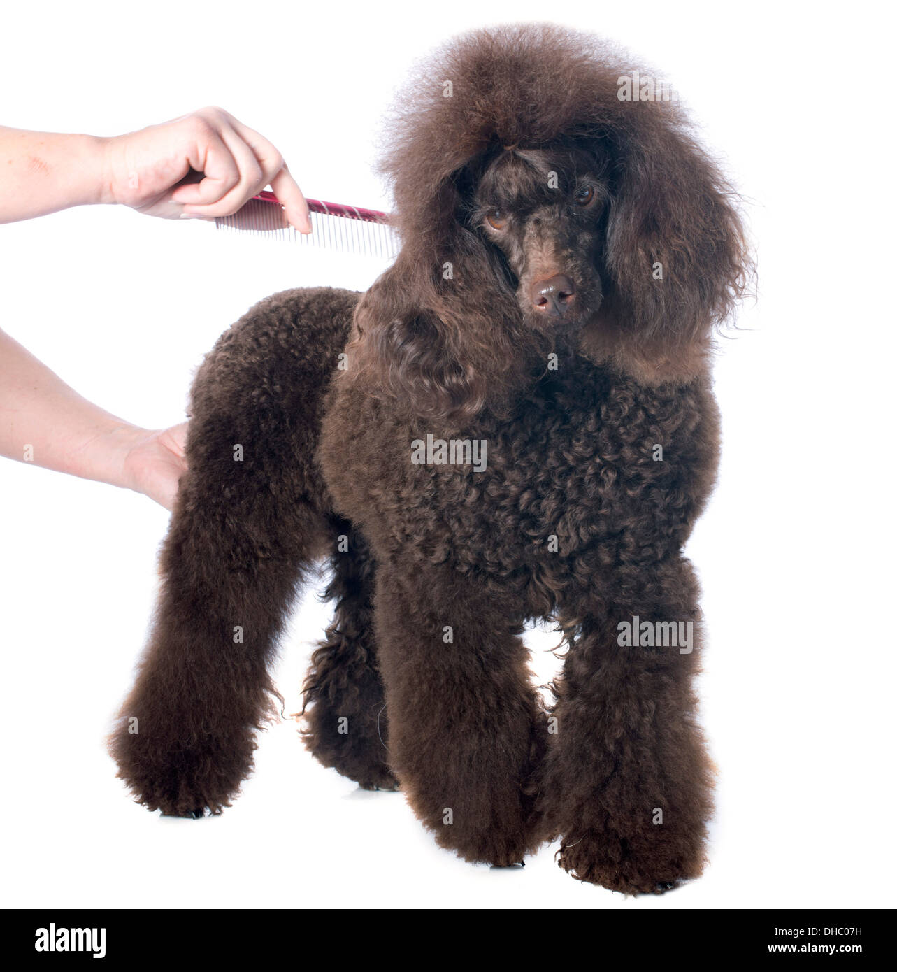 Brauner pudelhund -Fotos und -Bildmaterial in hoher Auflösung – Alamy