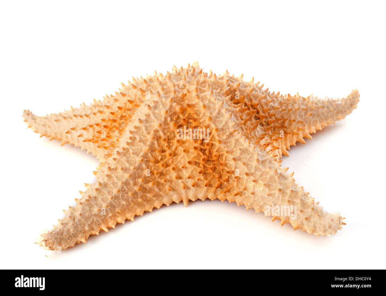 Stacheliger seestern -Fotos und -Bildmaterial in hoher Auflösung – Alamy