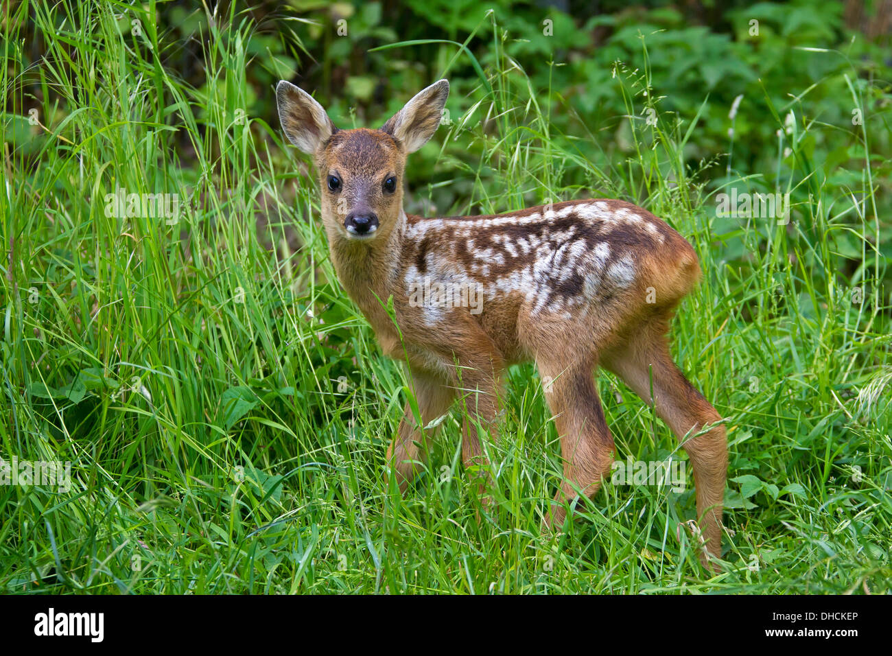 Reh (Capreolus Capreolus) Kitz versteckt in hohe Gräser in Wiese am ...