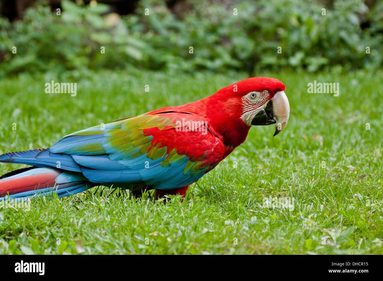 Ara rot -Fotos und -Bildmaterial in hoher Auflösung – Alamy