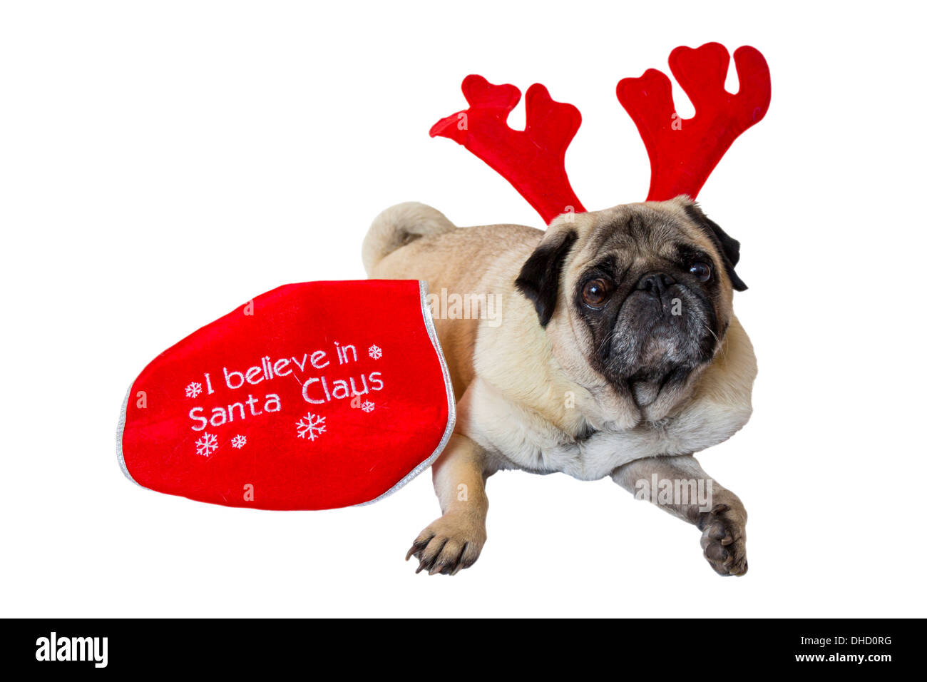 Kitzmops mit schwarzen ohren -Fotos und -Bildmaterial in hoher ...