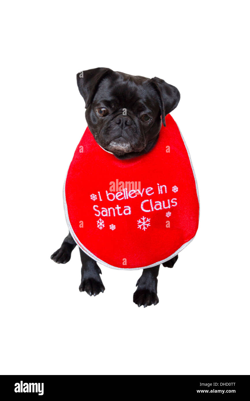 Schwarzer brustlatz -Fotos und -Bildmaterial in hoher Auflösung – Alamy