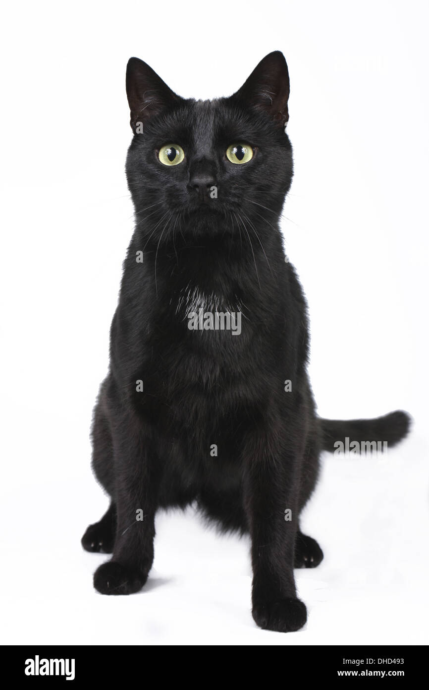 Katze sitzen -Fotos und -Bildmaterial in hoher Auflösung – Alamy