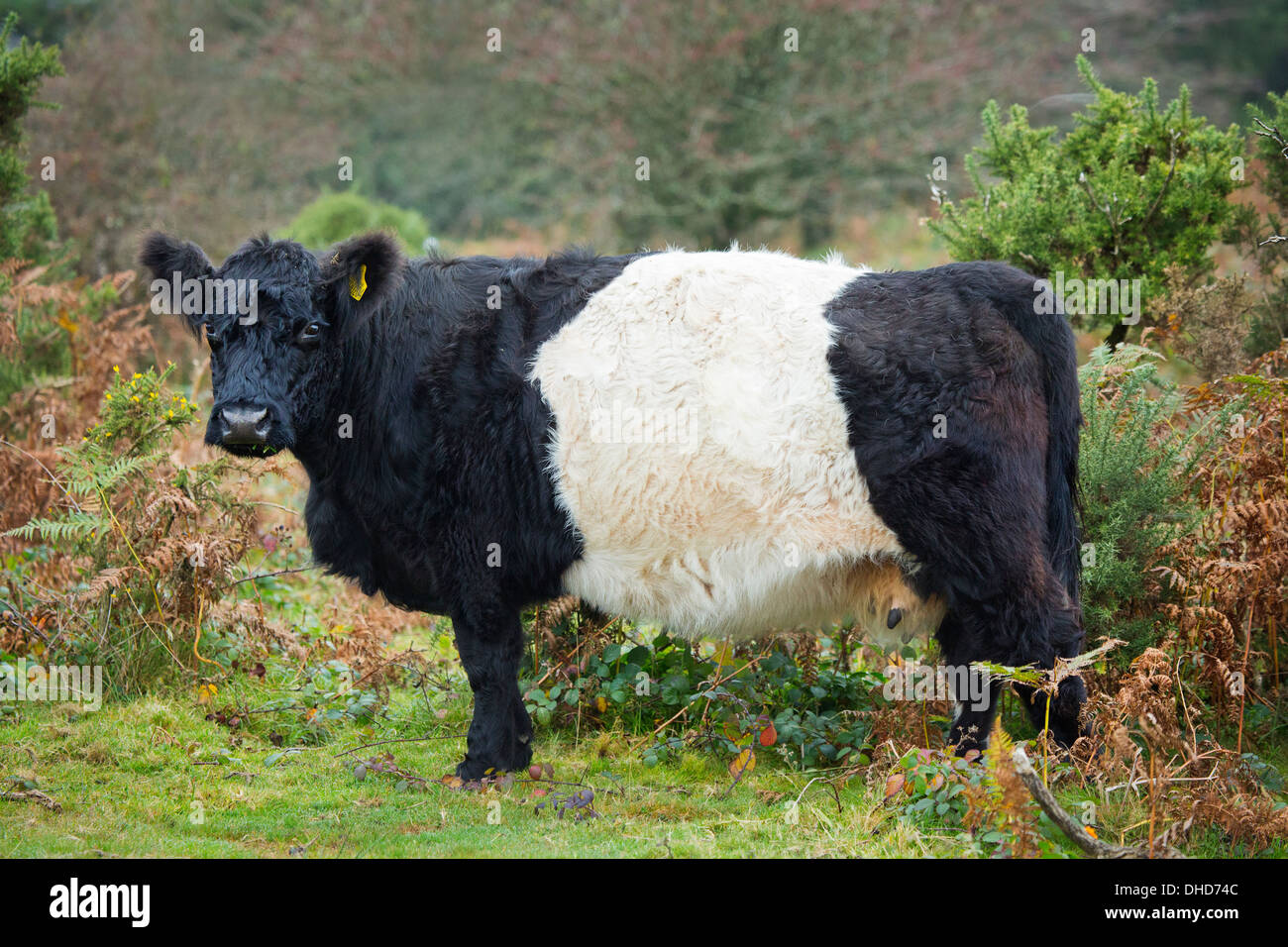 Belted Galloway Stockfotos und -bilder Kaufen - Alamy