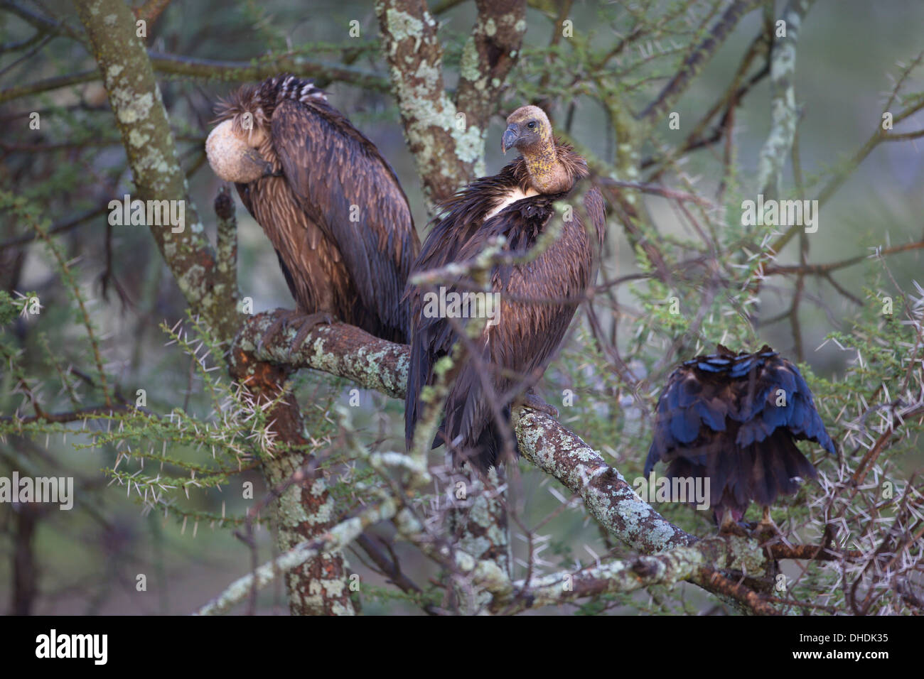Geier tanzania safari wildlife -Fotos und -Bildmaterial in hoher ...