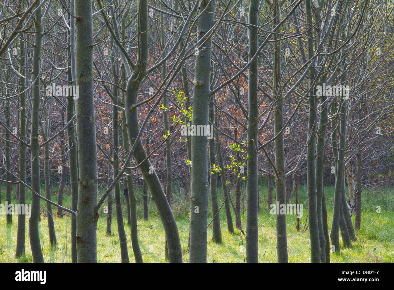 Fraxinus Baum Stockfotos und -bilder Kaufen - Alamy