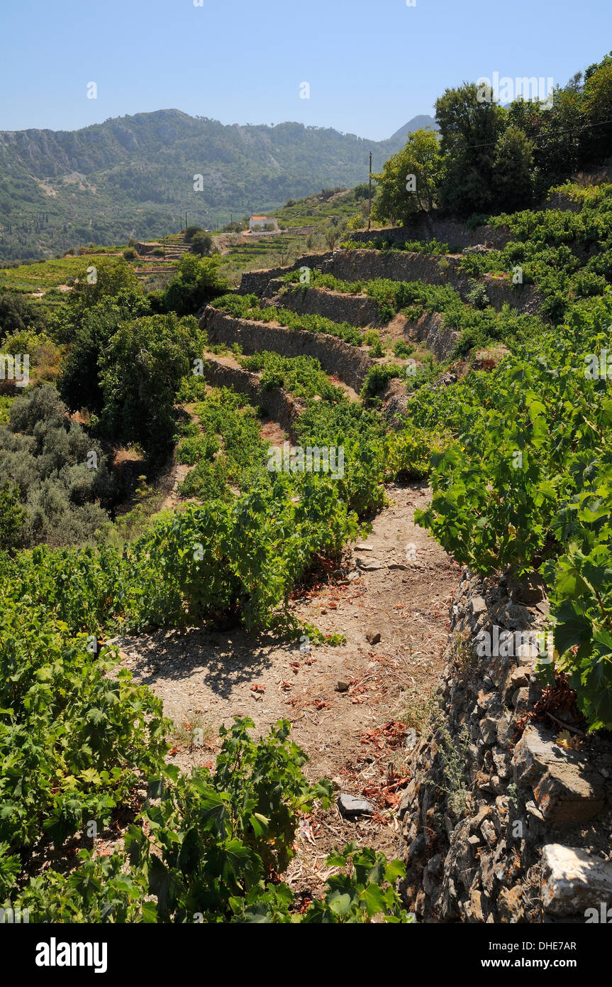 Weinrebe (Vitis SP.) und Olive (Olea Europaea) Terrassen an steilen ...